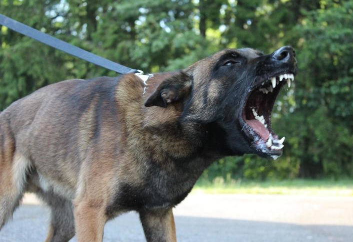 Protection Dogs For Sale • Police K9's For Sale | European Imported ...