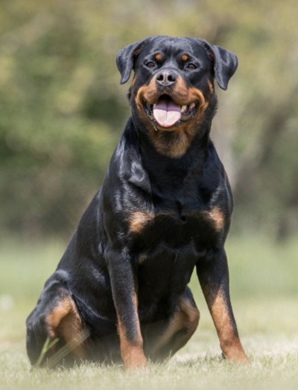 GERMAN ROTTWEILER PUPPIES FOR SALE | OFFICIALLY CERTIFIED: Trained ...