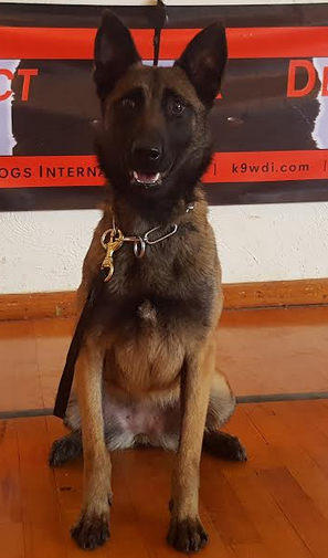 Police Dogs For Sale | Police K9's For Sale | OFFICIAL Law Enforcement ...
