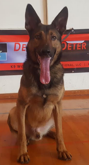 Police Dogs For Sale | Police K9's For Sale | OFFICIAL Law Enforcement ...