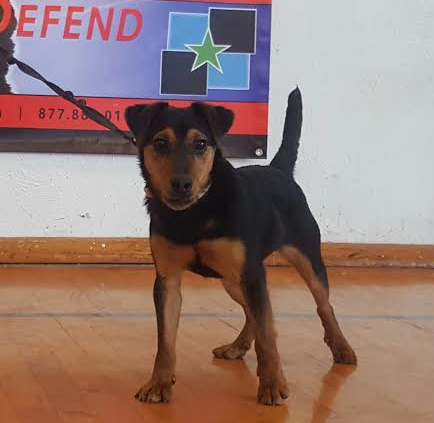 OFFICIAL - DEA & ATF Federally Licensed Law Enforcement Training Center ...